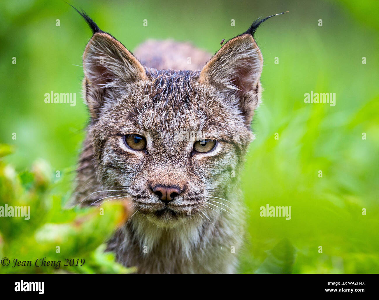 Wild lynx ( Lynx canadensis Stock Photo - Alamy