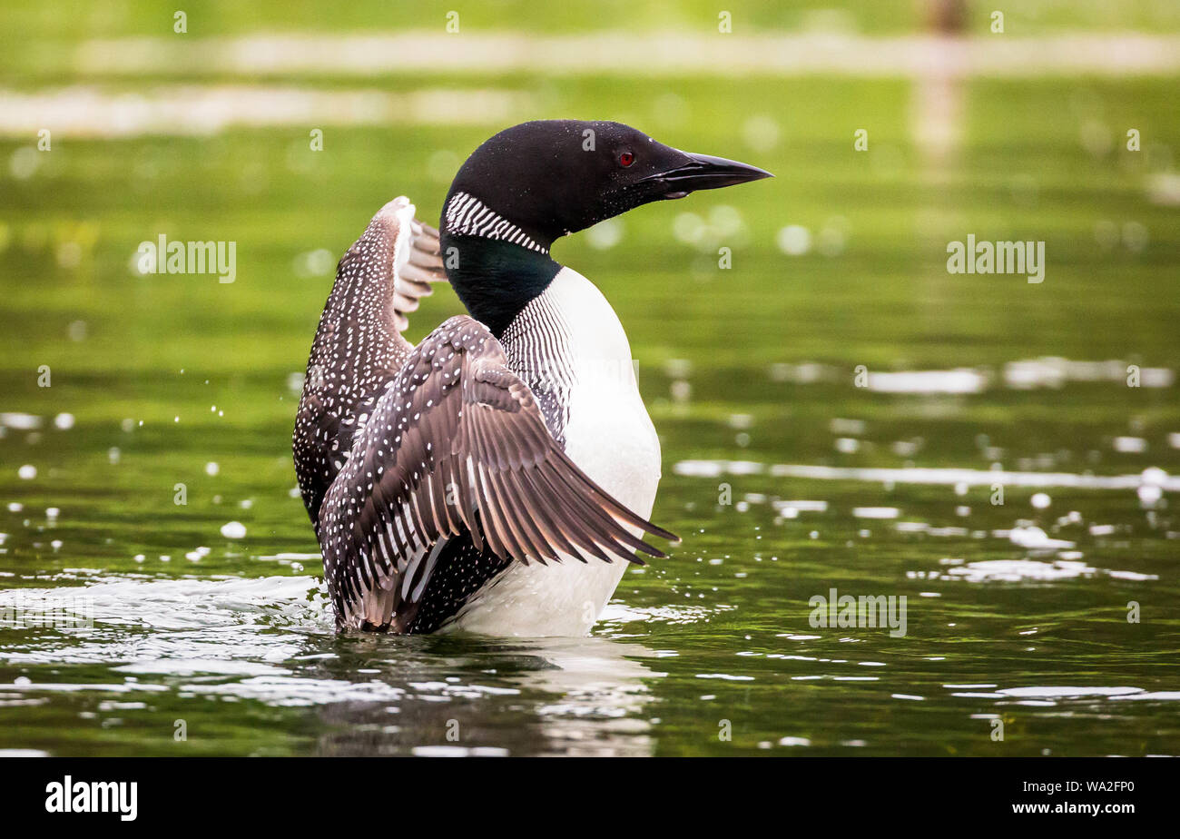 Common Loon stretching out on the water Stock Photo - Alamy