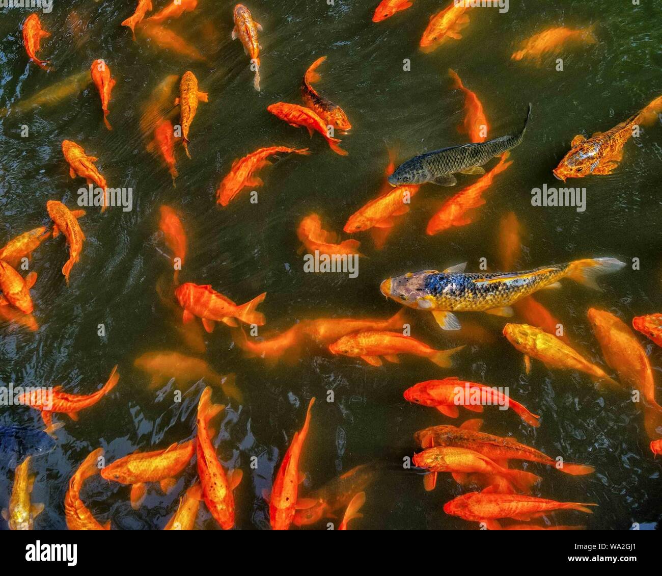 Shanghai, China. 30th Oct, 2006. Goldfish swim in a pond in Yu Yuan ...