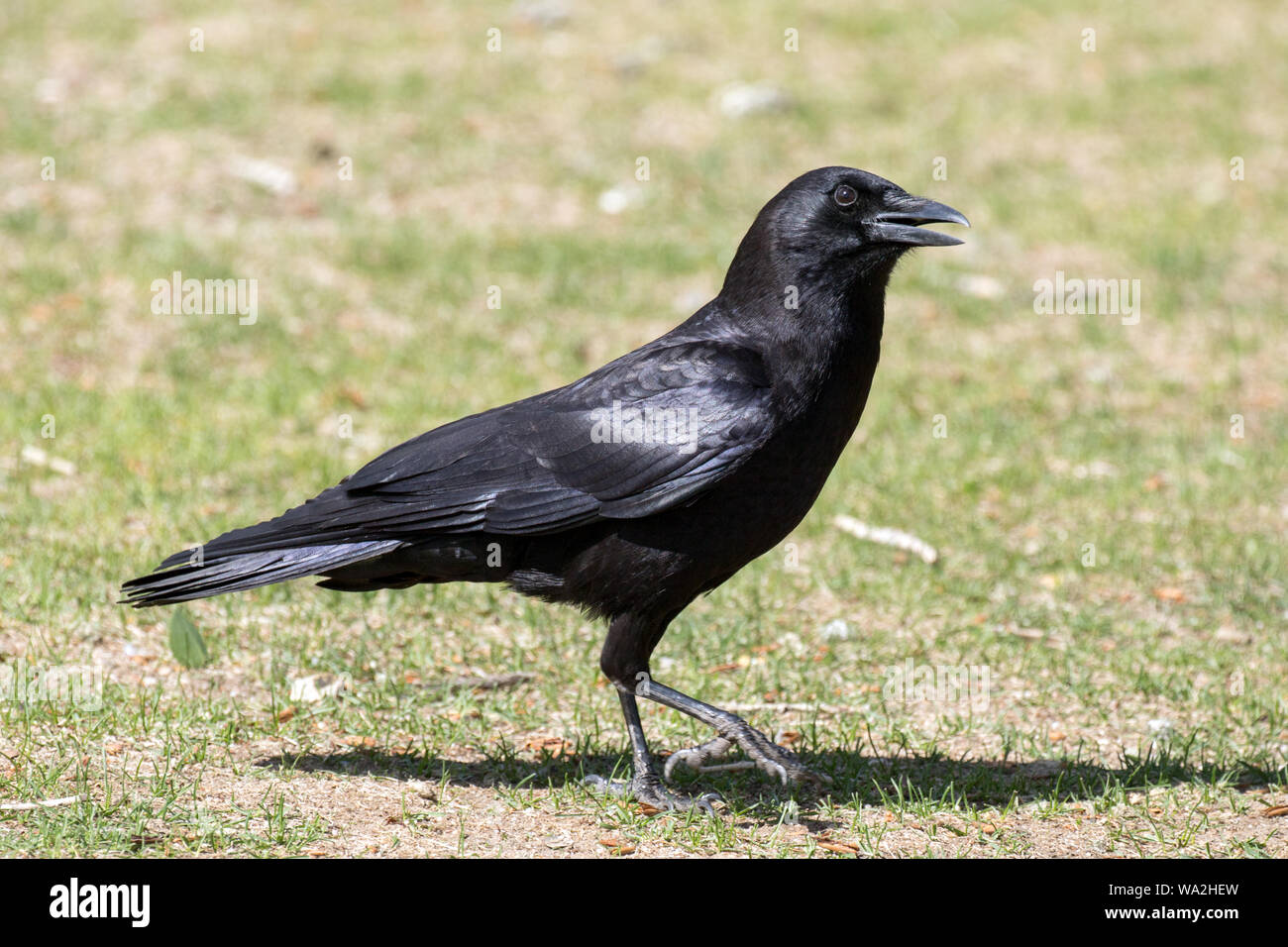 Corvus brachyrhyncos hi-res stock photography and images - Alamy