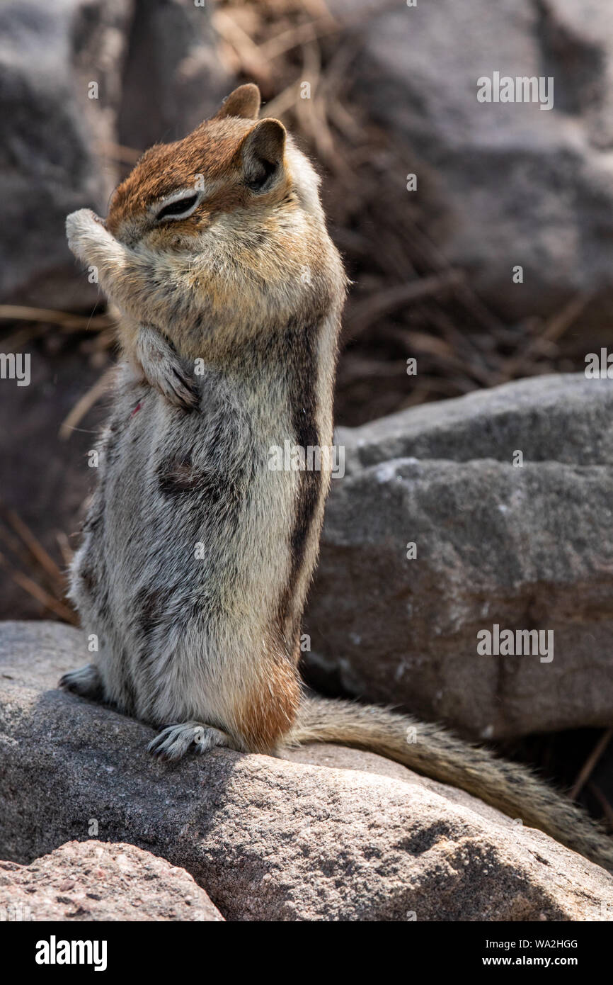 Chipmunk like stripe hi-res stock photography and images - Alamy
