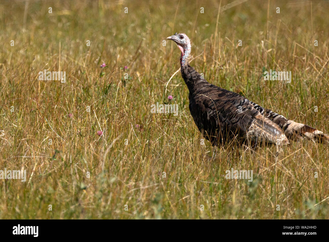Gallinaceous galliform hi-res stock photography and images - Alamy