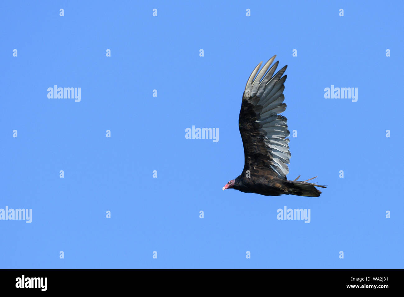 Turkey Vulture in Flight Stock Photo - Alamy