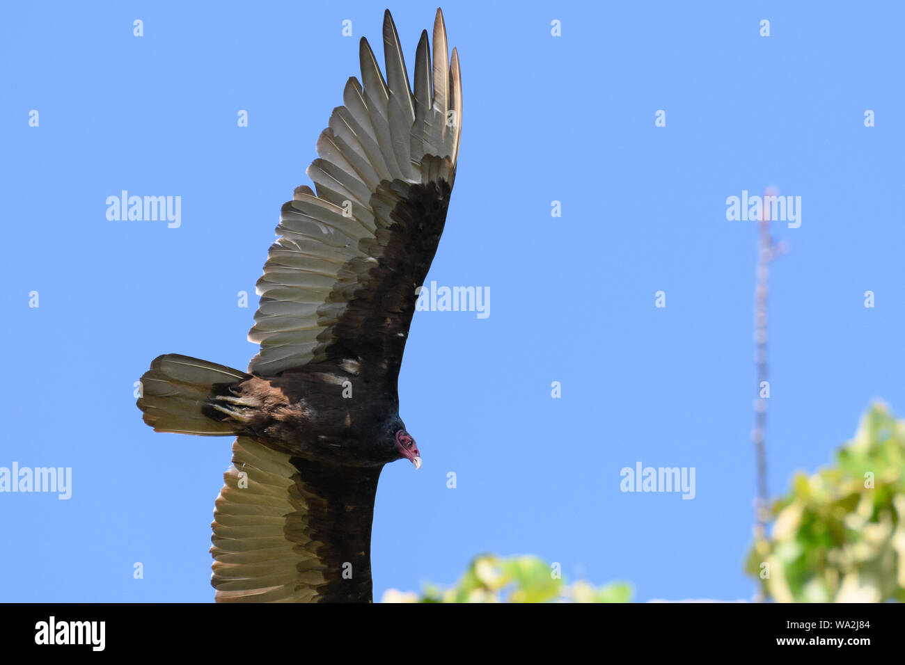 Turkey Vulture in Flight Stock Photo - Alamy