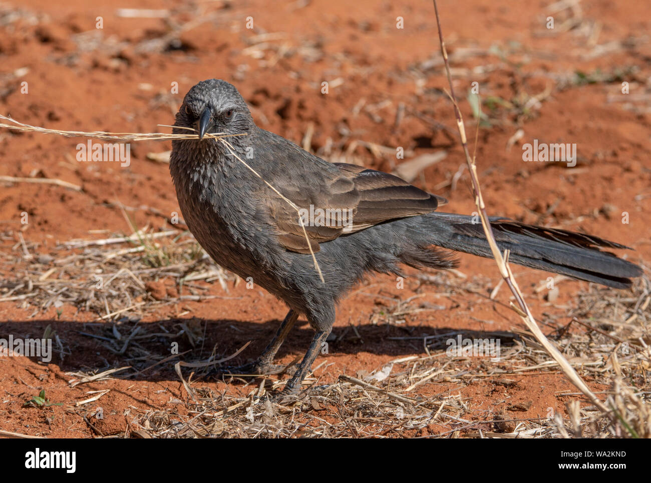 Apostle Bird High Resolution Stock Photography and Images - Alamy