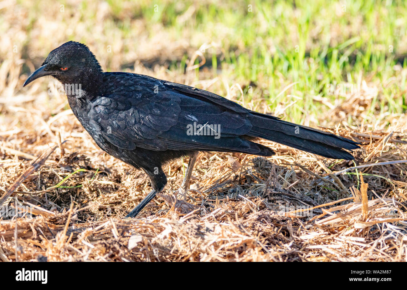 White winged chough foraging hi-res stock photography and images - Alamy