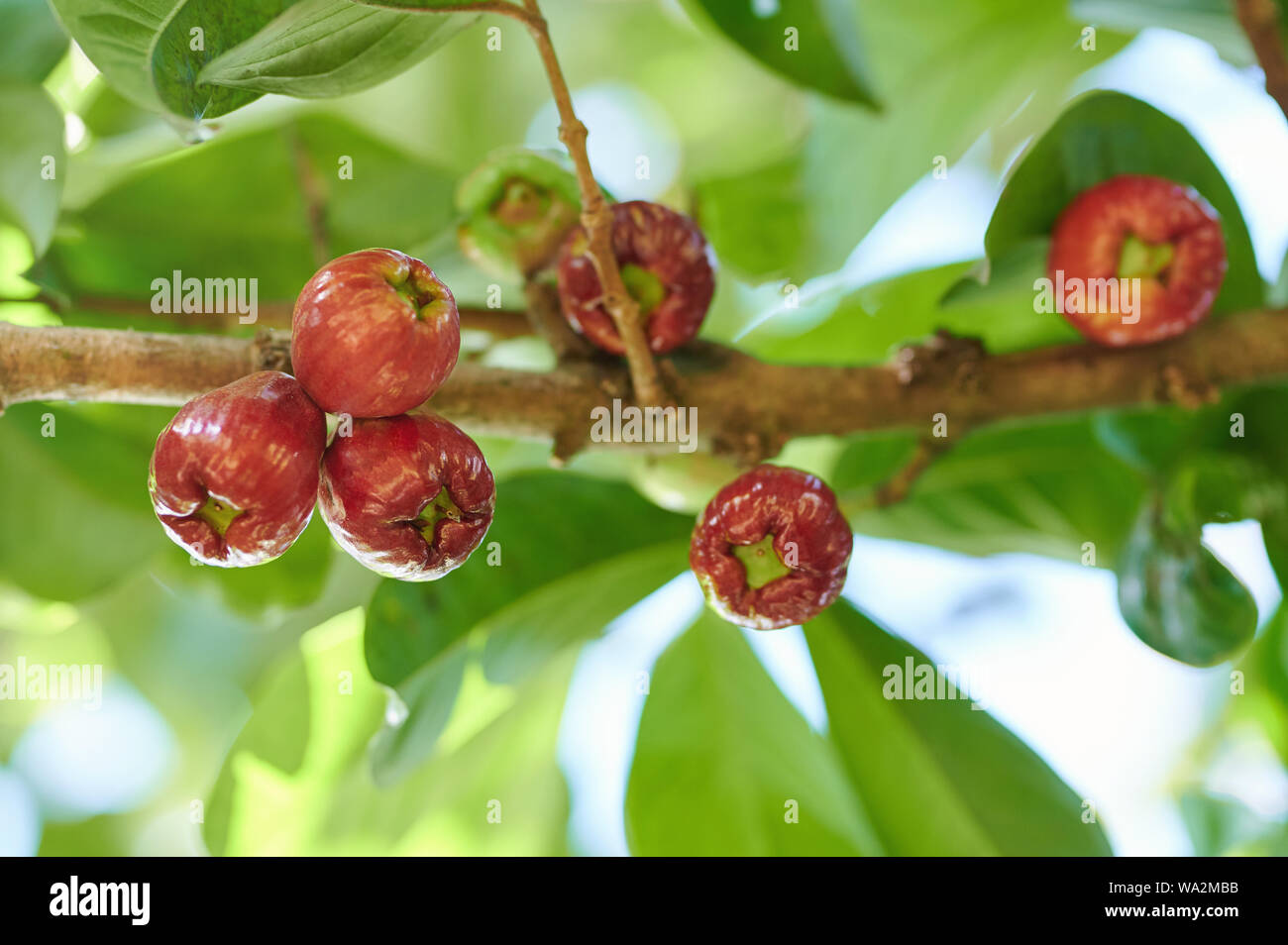 Red wax apple fruit group hang on tree branch Stock Photo - Alamy