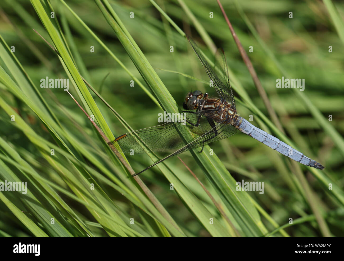 Insect powder hi-res stock photography and images - Alamy
