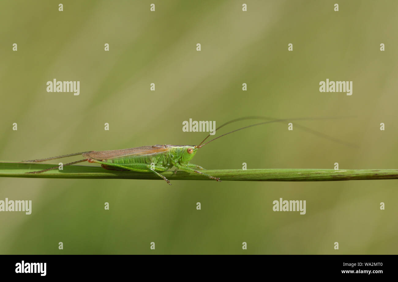 Long winged conehead cricket conocephalus discolor hi-res stock ...