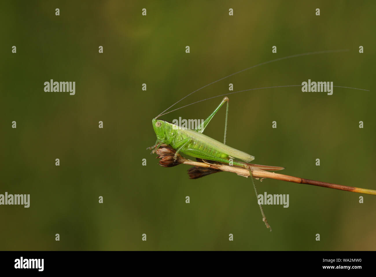 A pretty Long-winged Conehead Cricket, Conocephalus discolor, perched ...