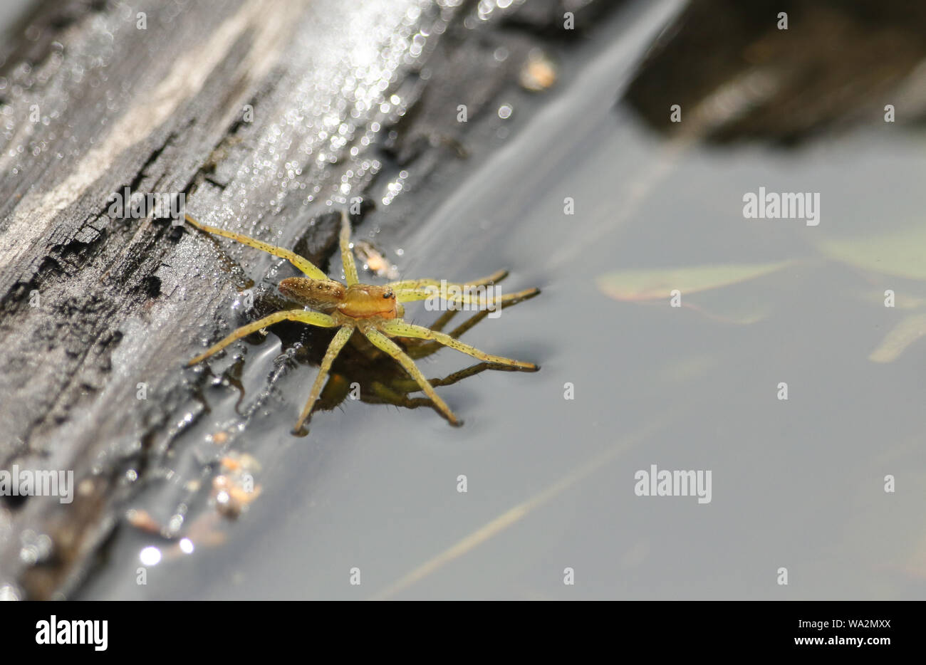 Bog Spider High Resolution Stock Photography and Images - Alamy