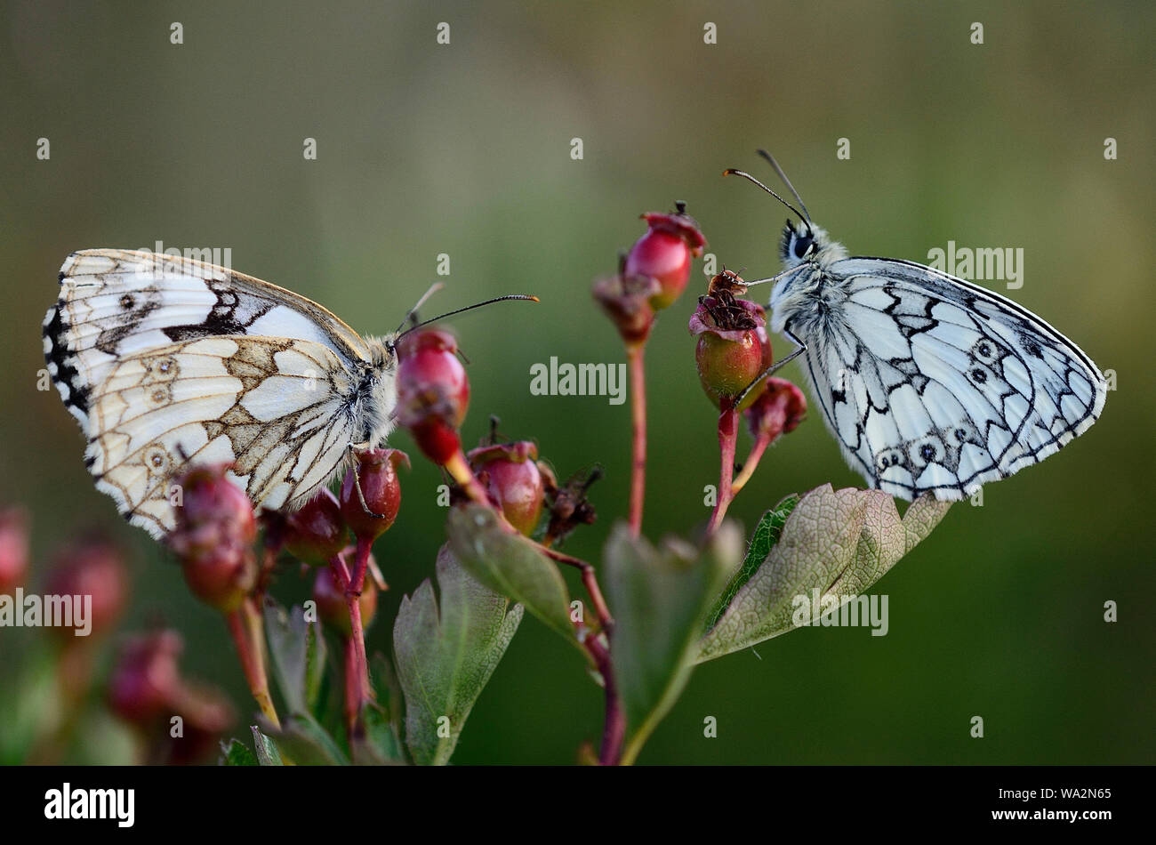 Intricate marbled detail hi-res stock photography and images - Alamy