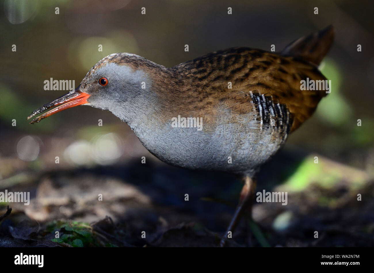 water rail rallus aquaticus Stock Photo - Alamy