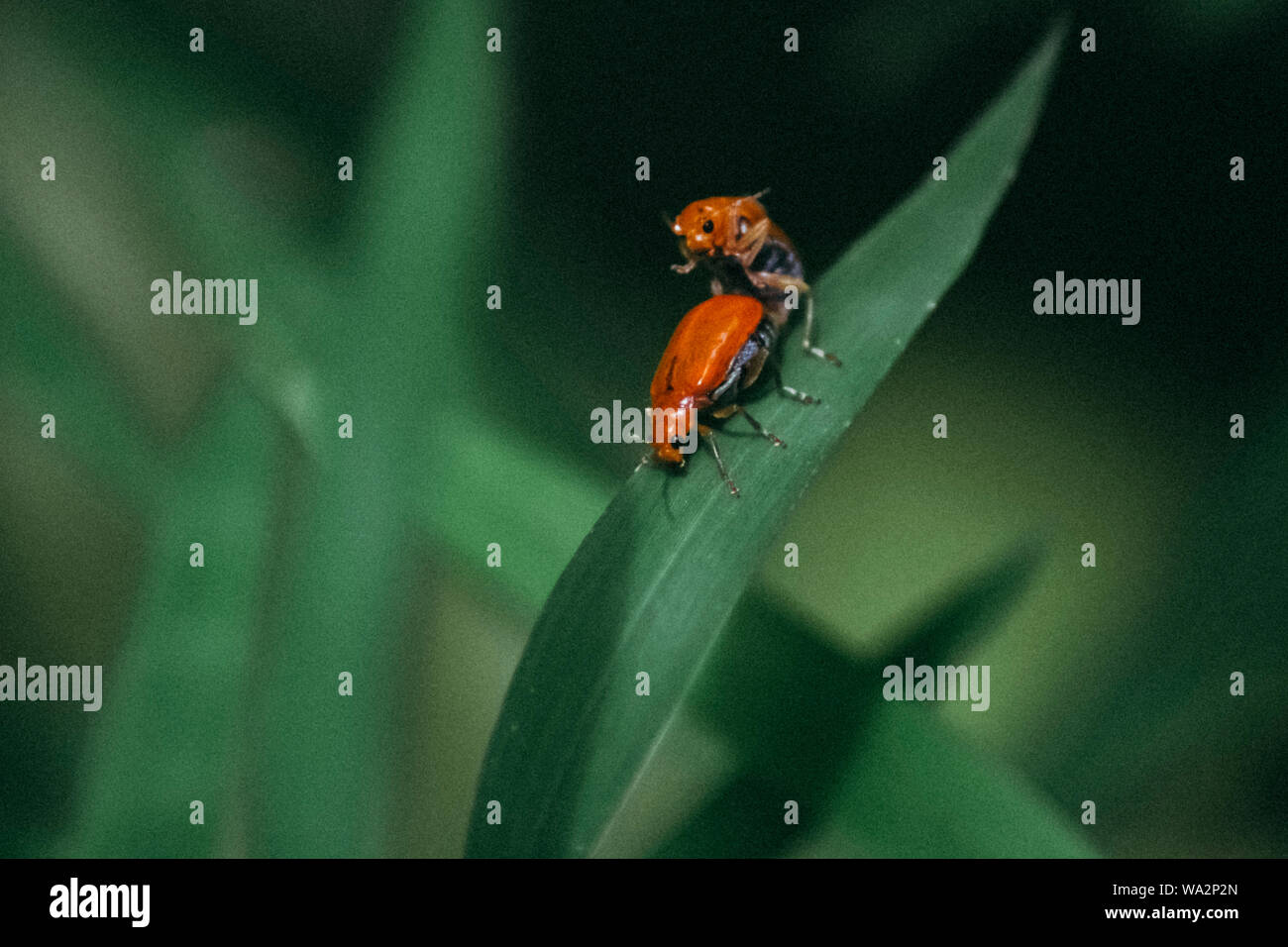 The small ants, lover ants ,relationship concept idea of love and ...