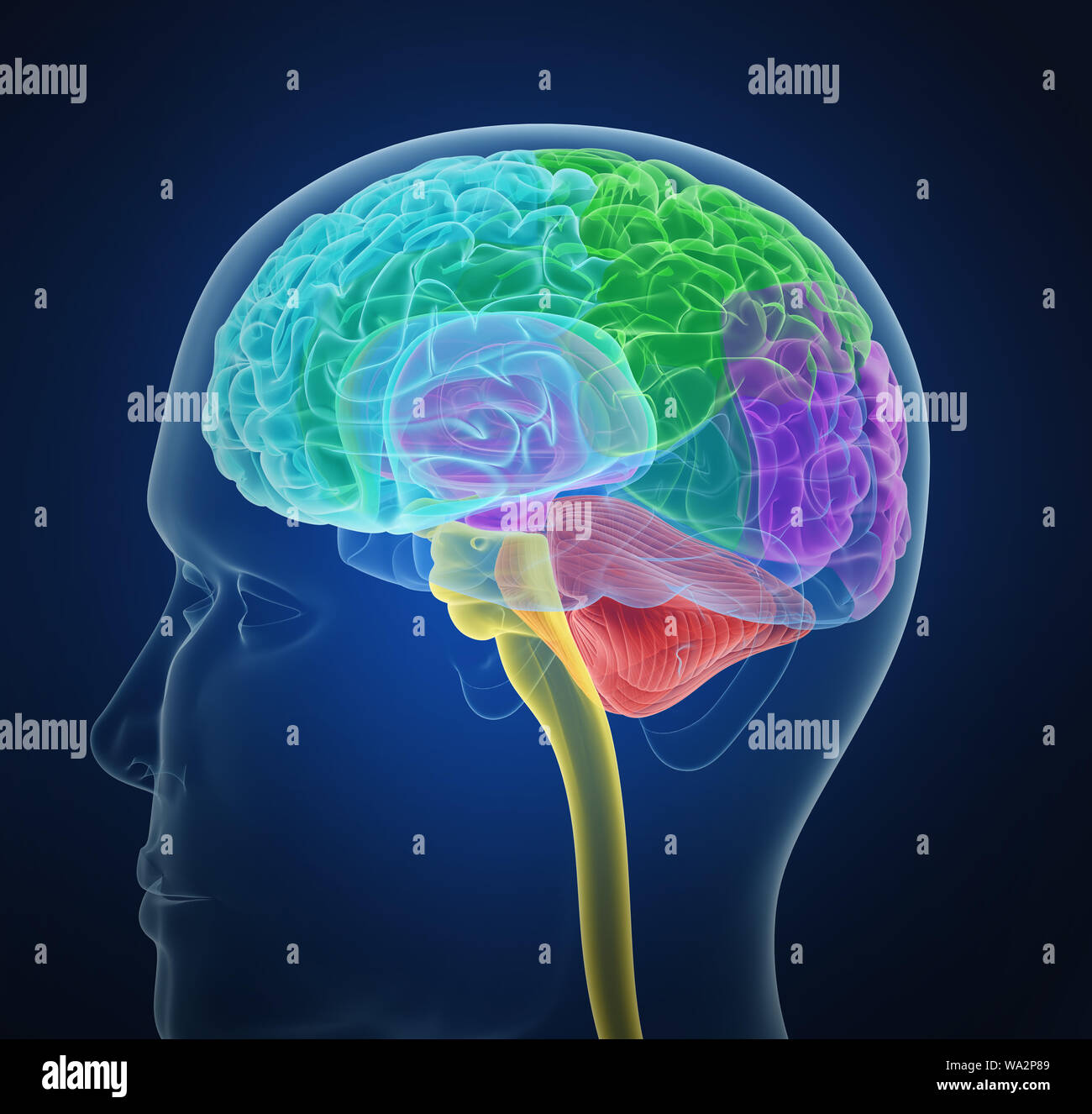 Human brain X-ray scan , Medically accurate 3D illustration Stock Photo ...