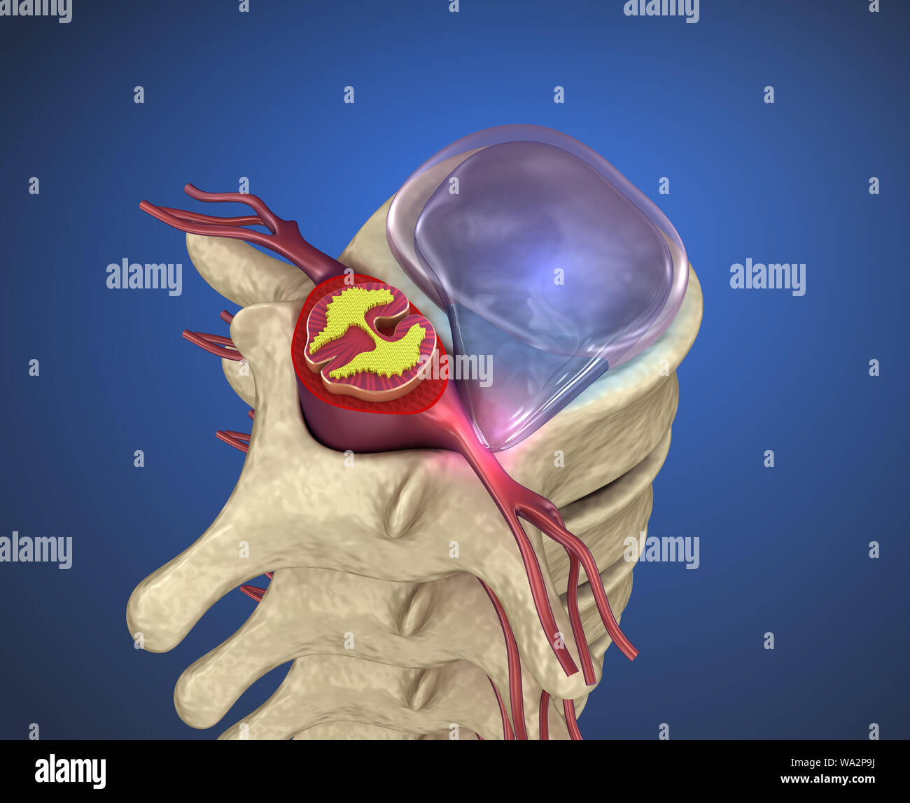 Human vertebras hi-res stock photography and images - Alamy