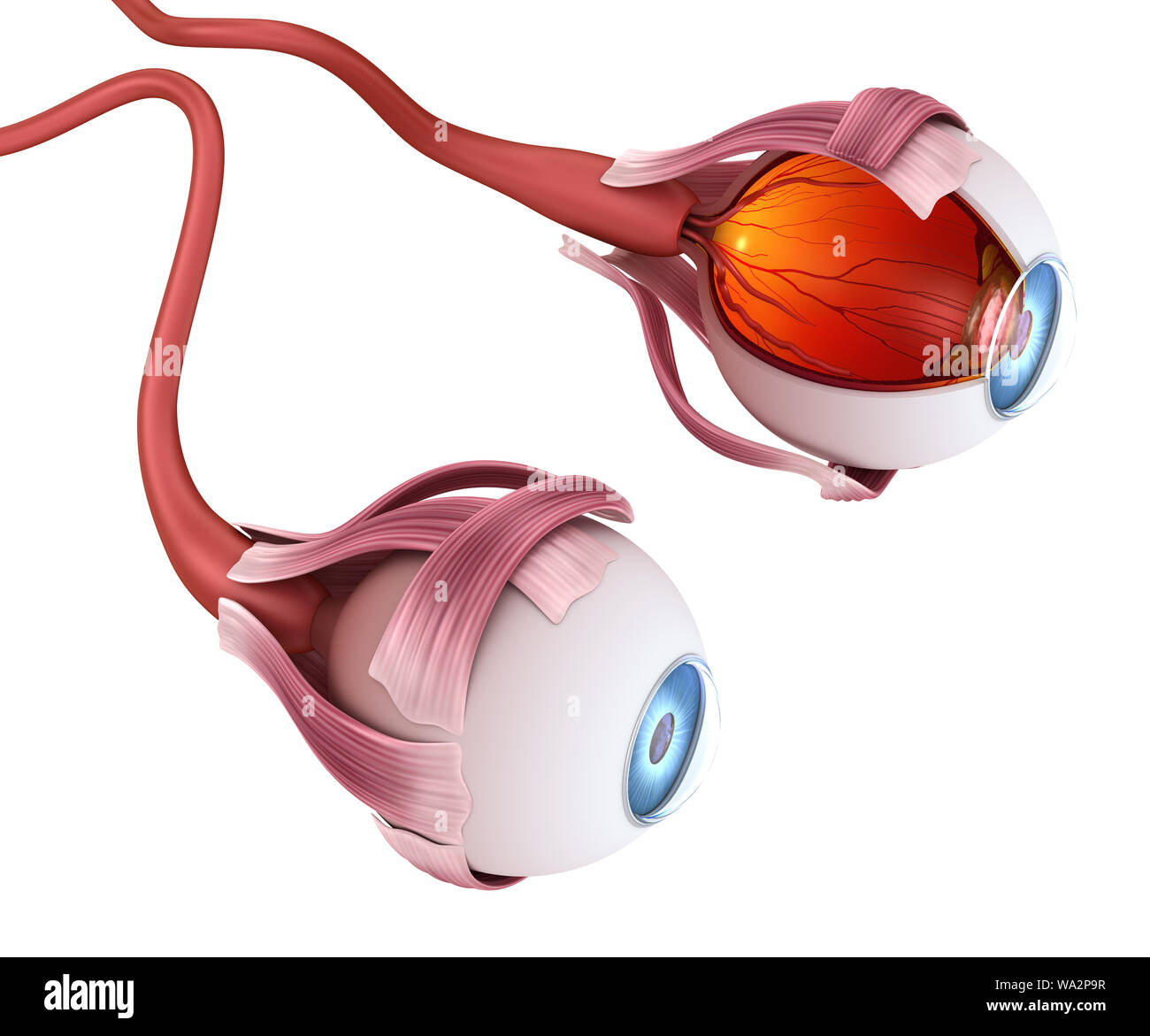 Eye anatomy - inner structure, 3D illustration Stock Photo - Alamy