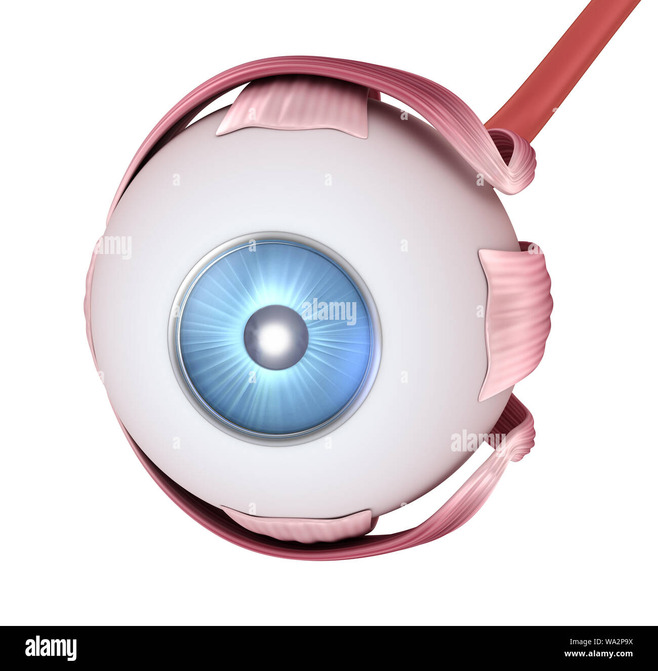 Eye anatomy - inner structure, 3D illustration Stock Photo - Alamy