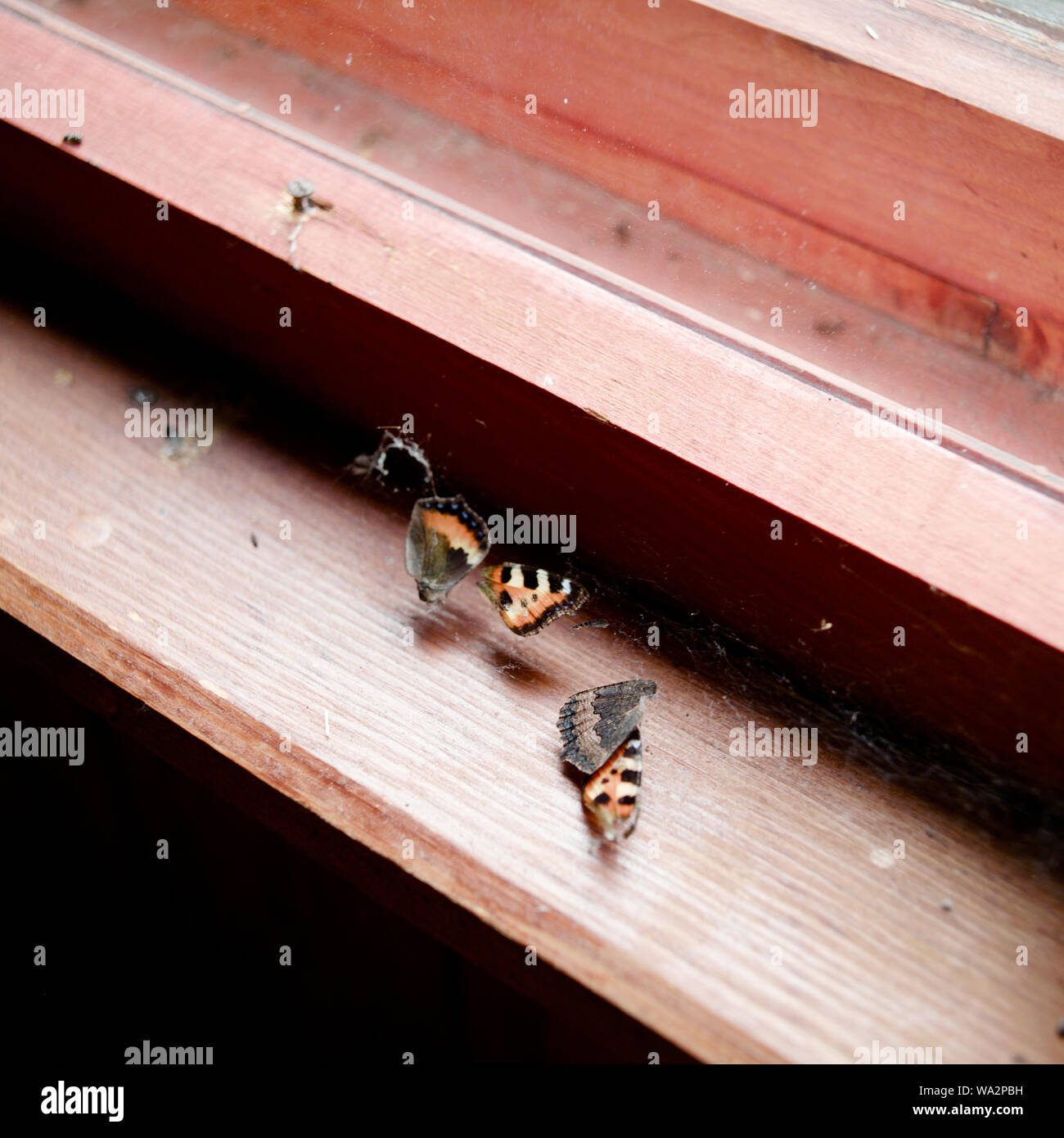 Window sill with dead butterfly trapped into the spider net, macro shot ...