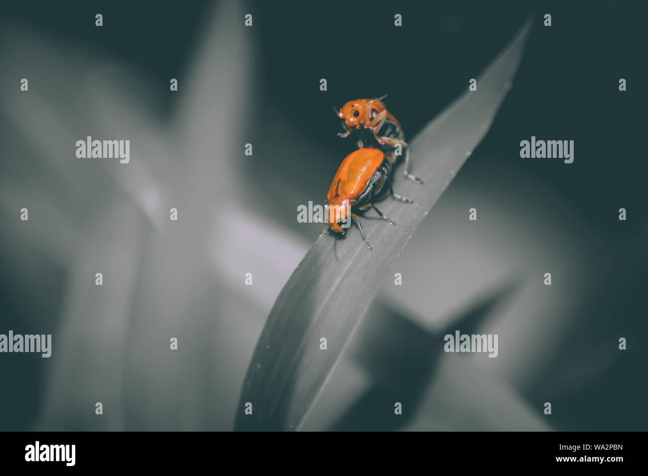 The small ants orange insect, lover ants ,relationship concept idea of ...