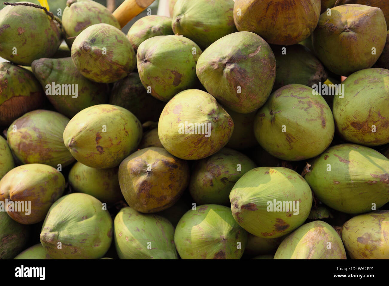 Coconuts at a market stall Stock Photo - Alamy