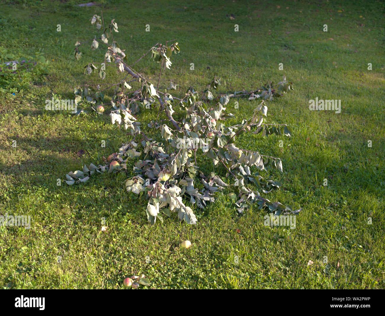 Apple tree broken branch apple tree hi-res stock photography and images ...