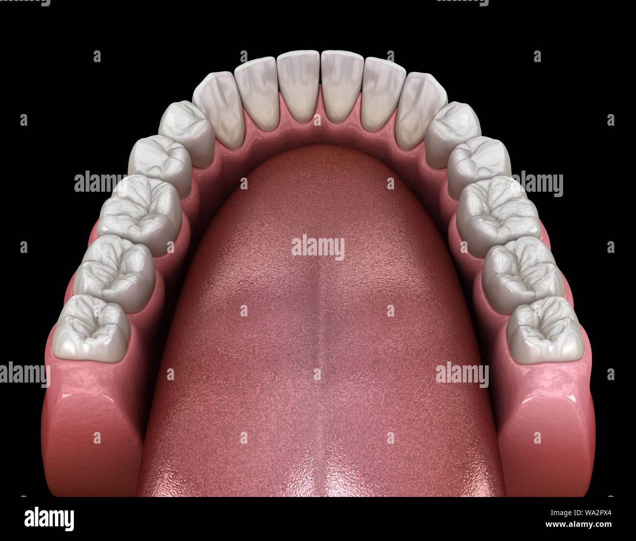 Mandibular human gum and teeth. Medically accurate tooth 3D ...