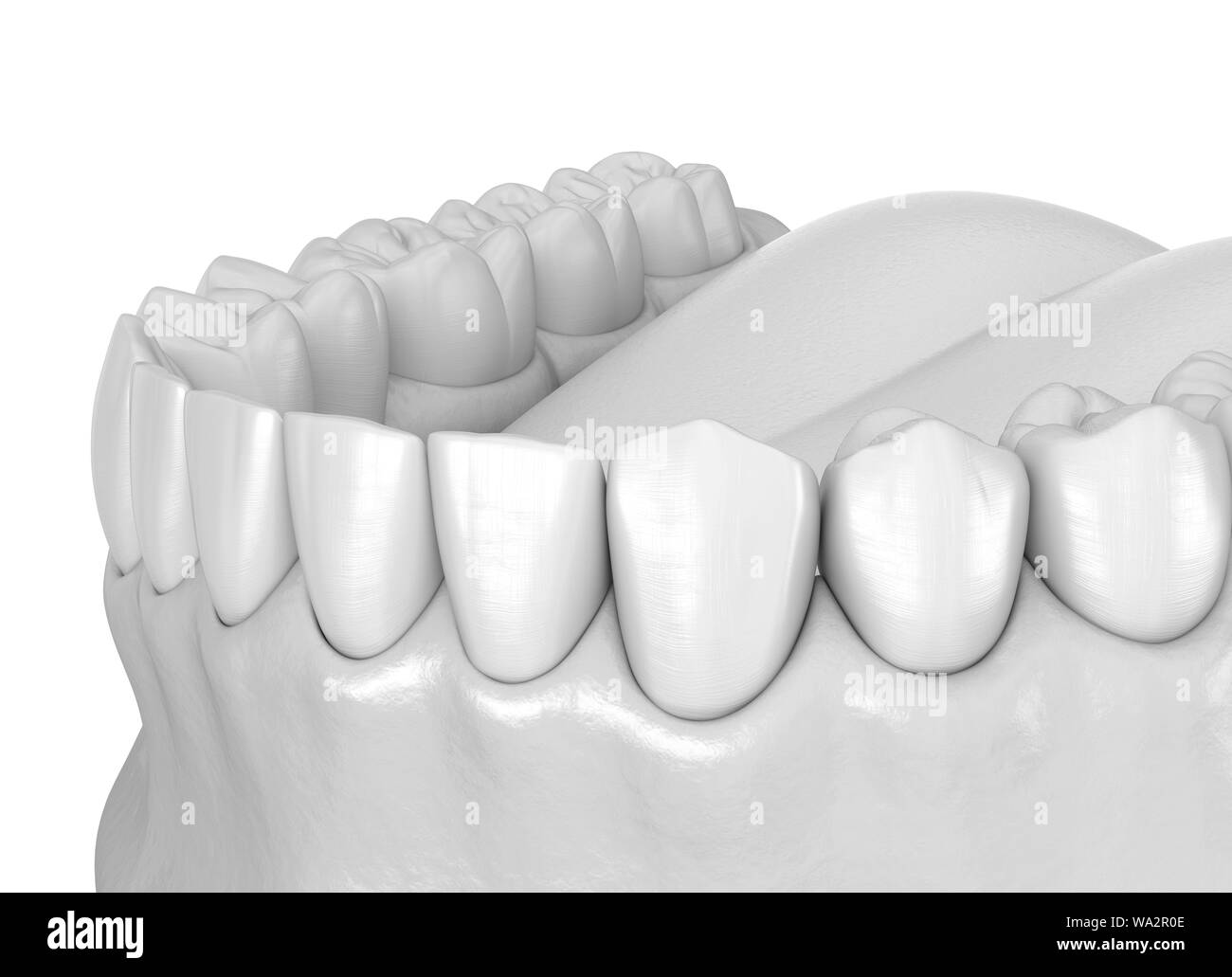 Mandibular human gum and teeth anatomy. Medically accurate tooth 3D ...