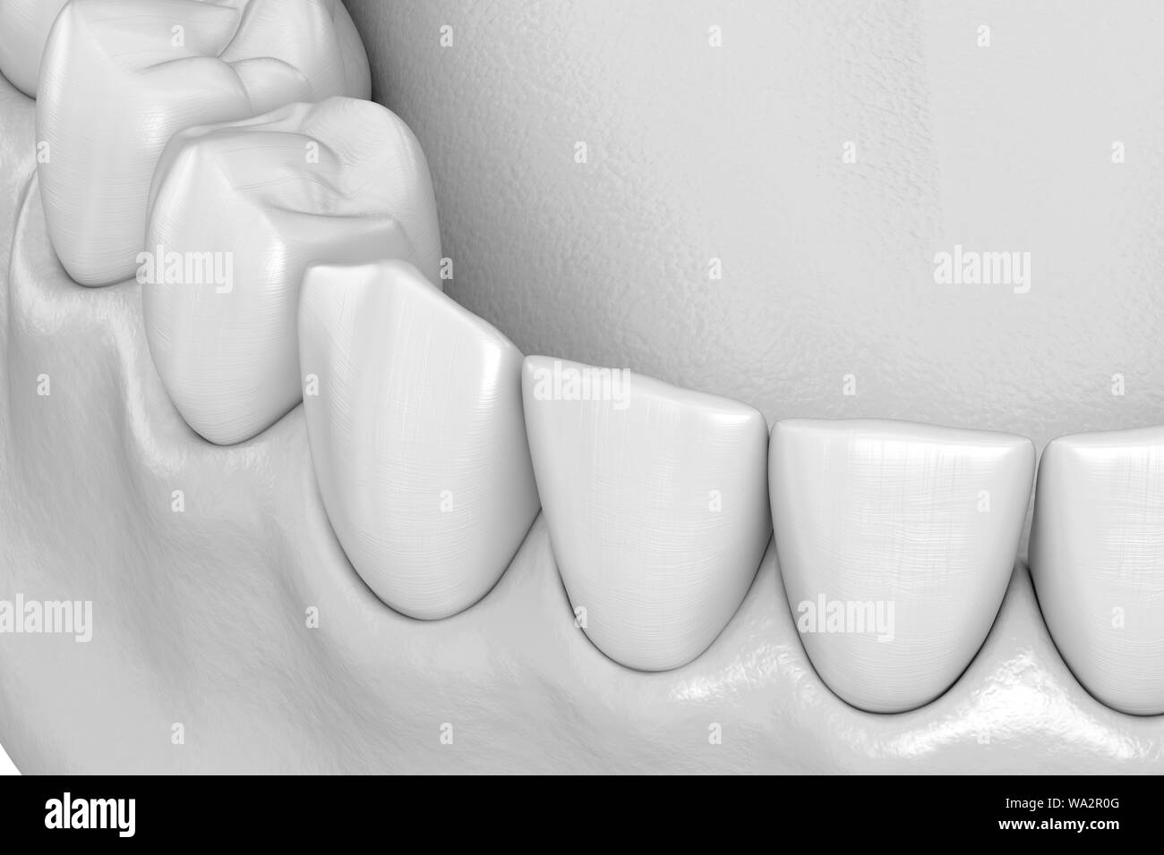Mandibular human gum and teeth anatomy. Medically accurate tooth 3D ...