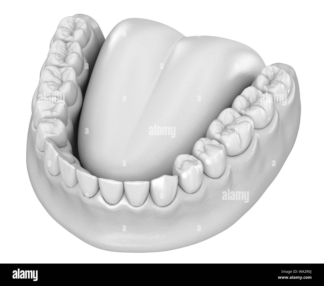 Mandibular human gum and teeth anatomy. Medically accurate tooth 3D ...