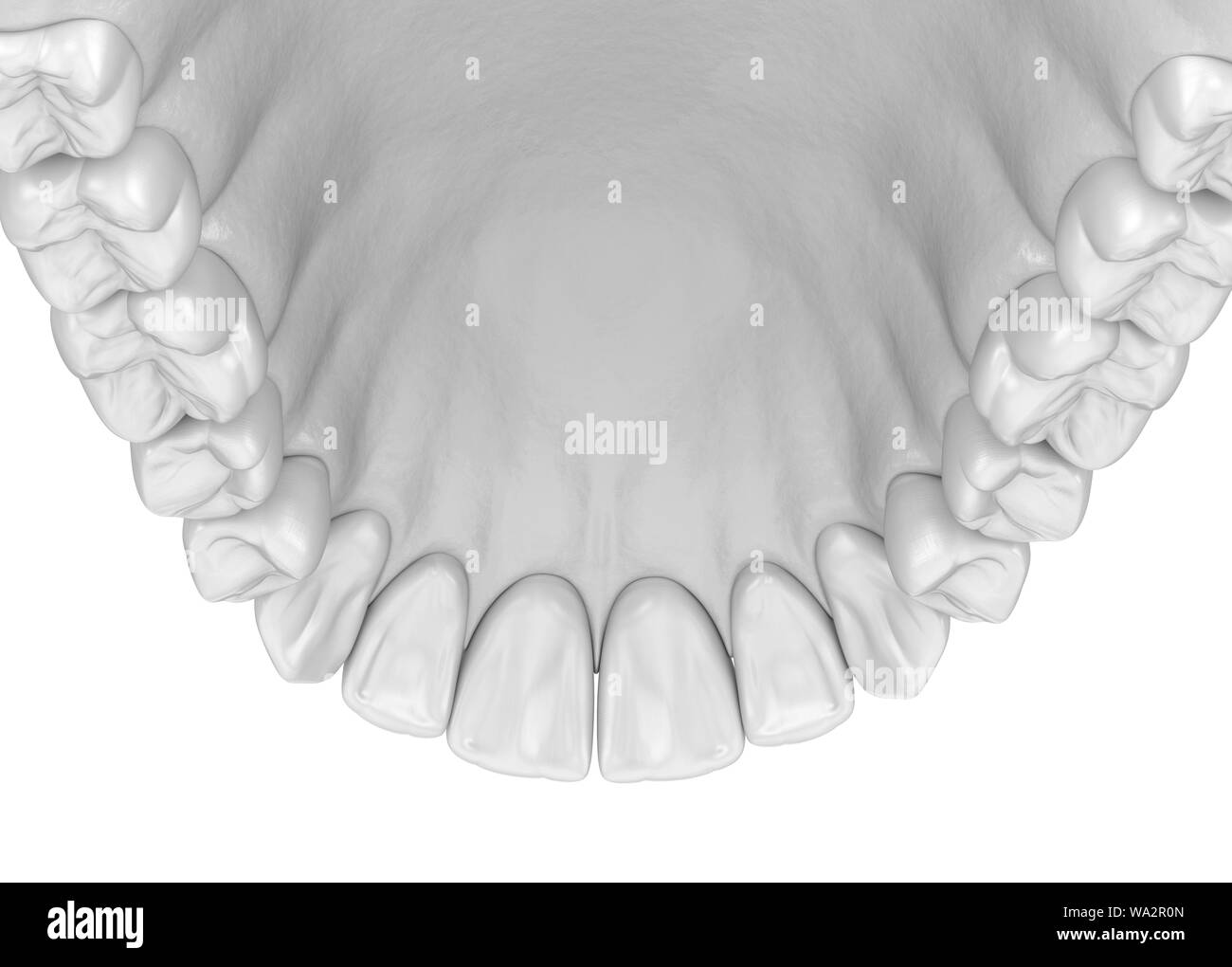 Maxillary human gum and teeth. Medically accurate tooth 3D illustration ...