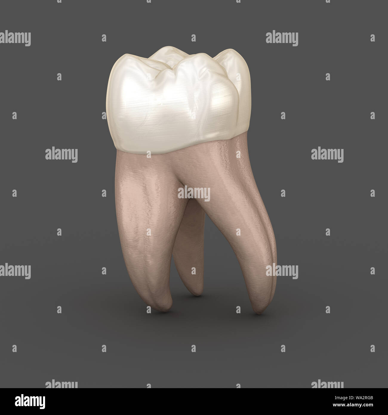 Dental anatomy - First maxillary molar tooth. Medically accurate dental ...