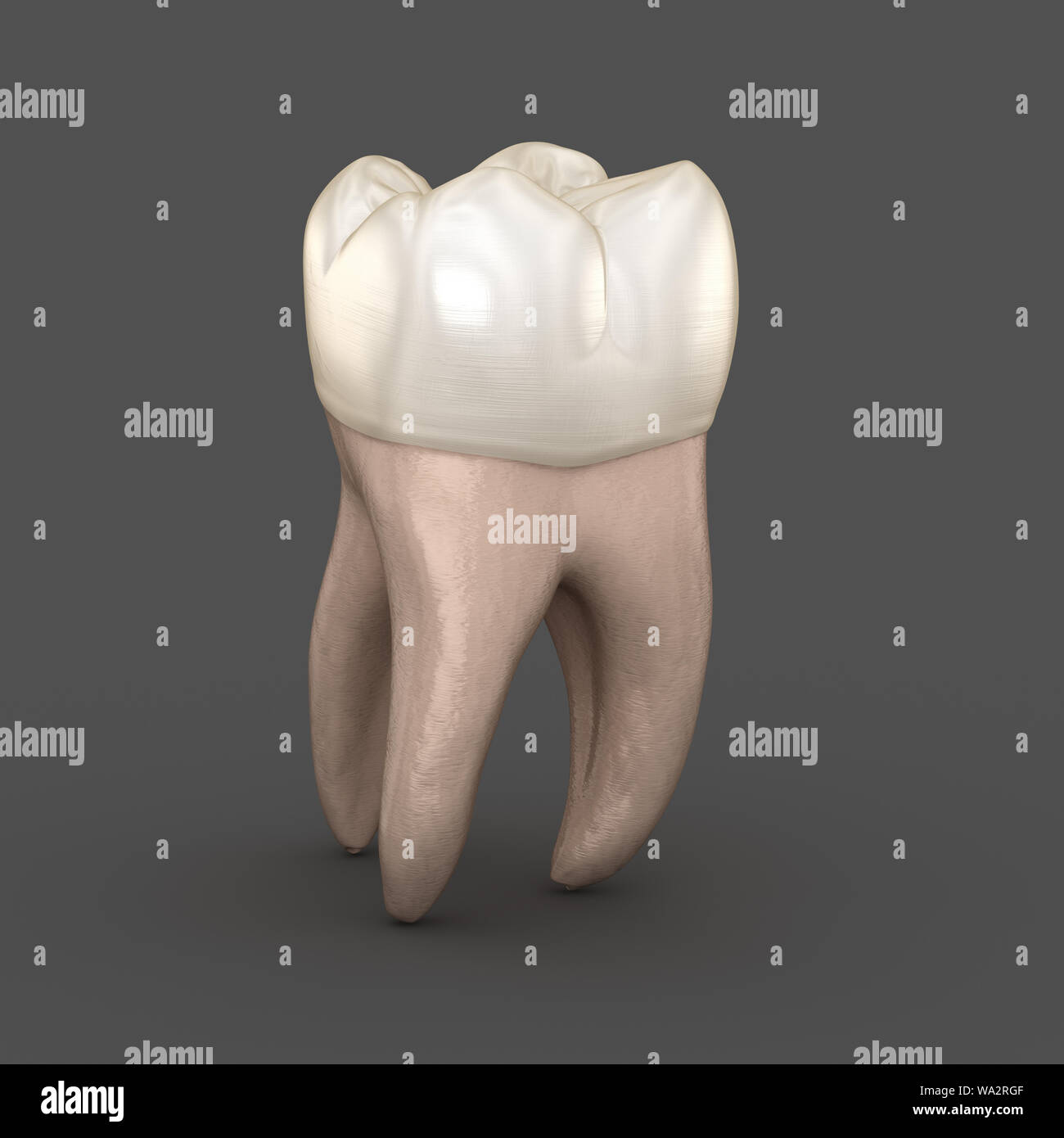 Dental anatomy - First maxillary molar tooth. Medically accurate dental ...