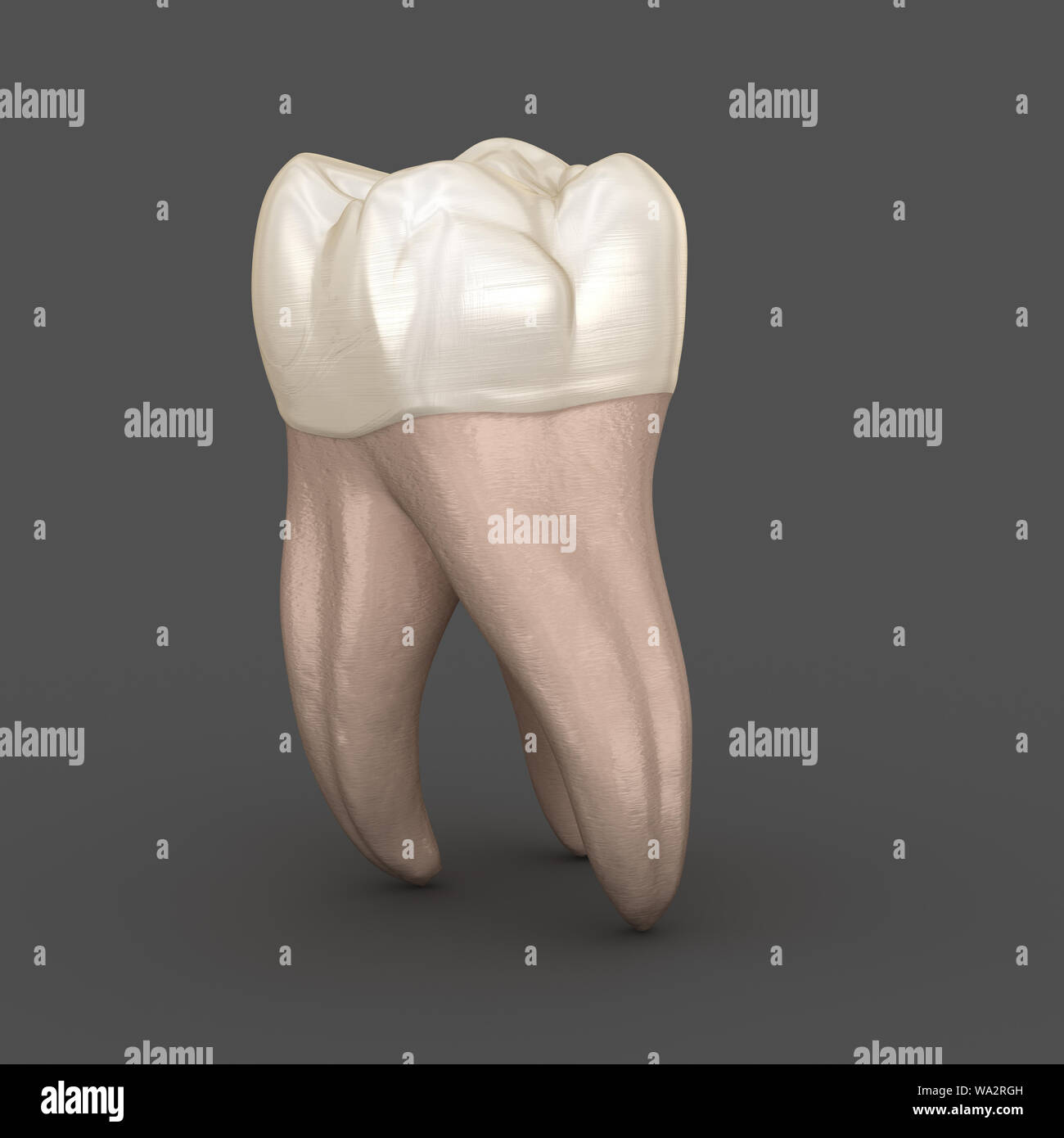 Dental anatomy - First maxillary molar tooth. Medically accurate dental ...