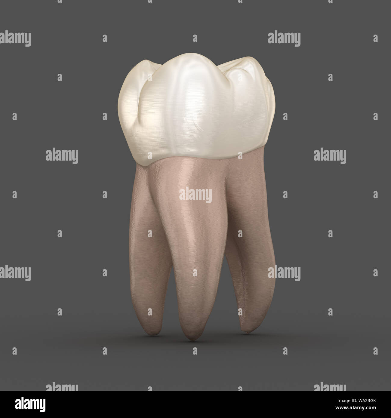 Dental anatomy - First maxillary molar tooth. Medically accurate dental ...