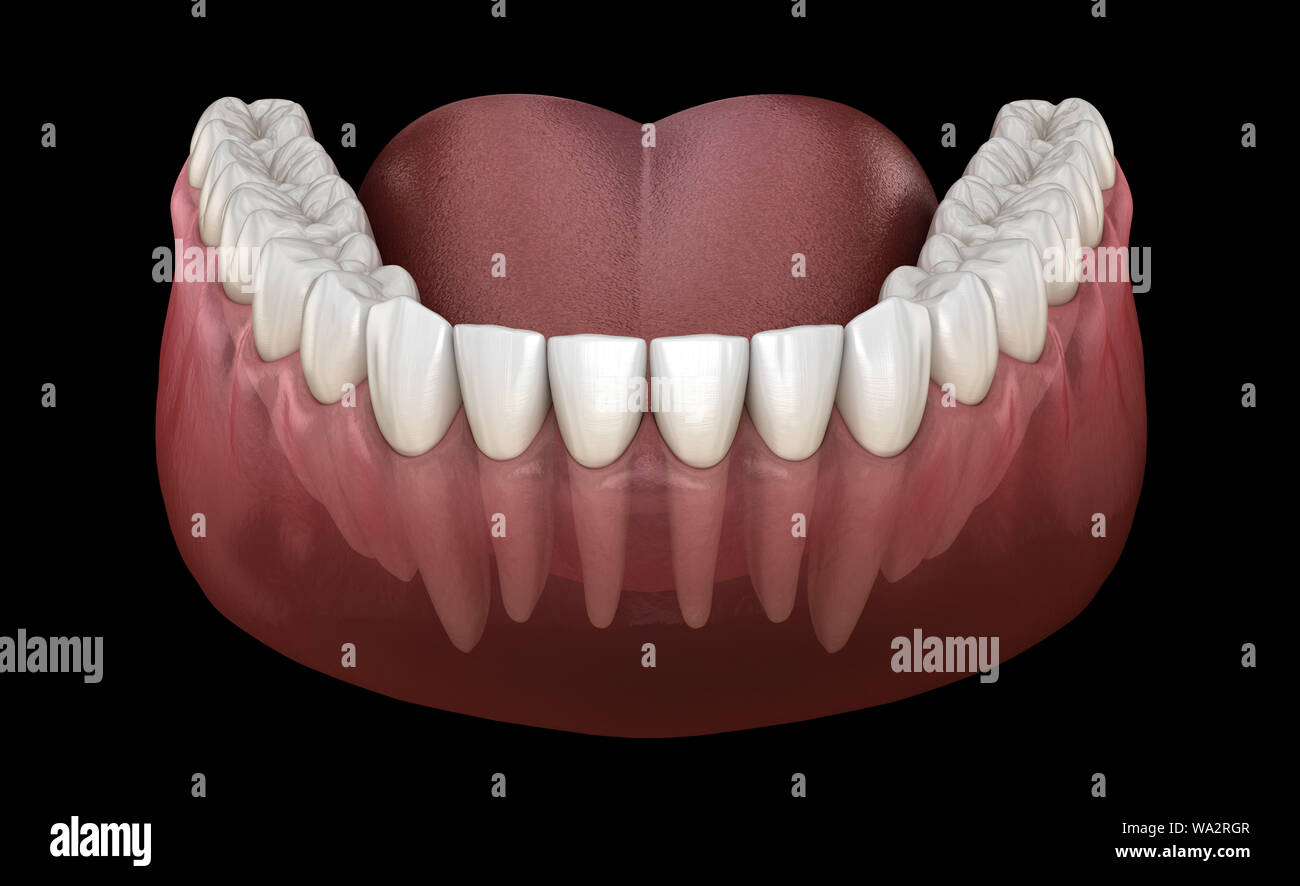 Morphology of mandibular human gum and teeth. Medically accurate tooth ...