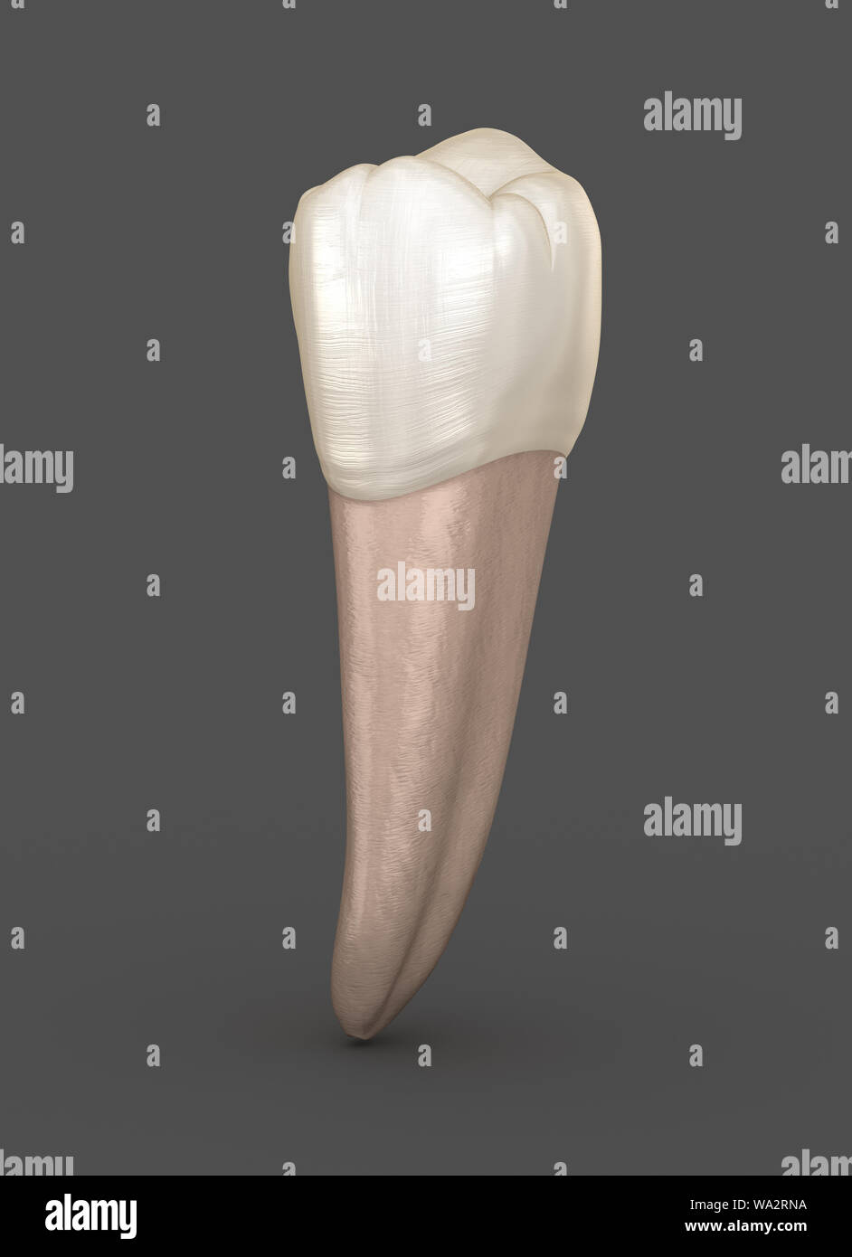 Dental anatomy - Mandibular Second premolar tooth. Medically accurate ...