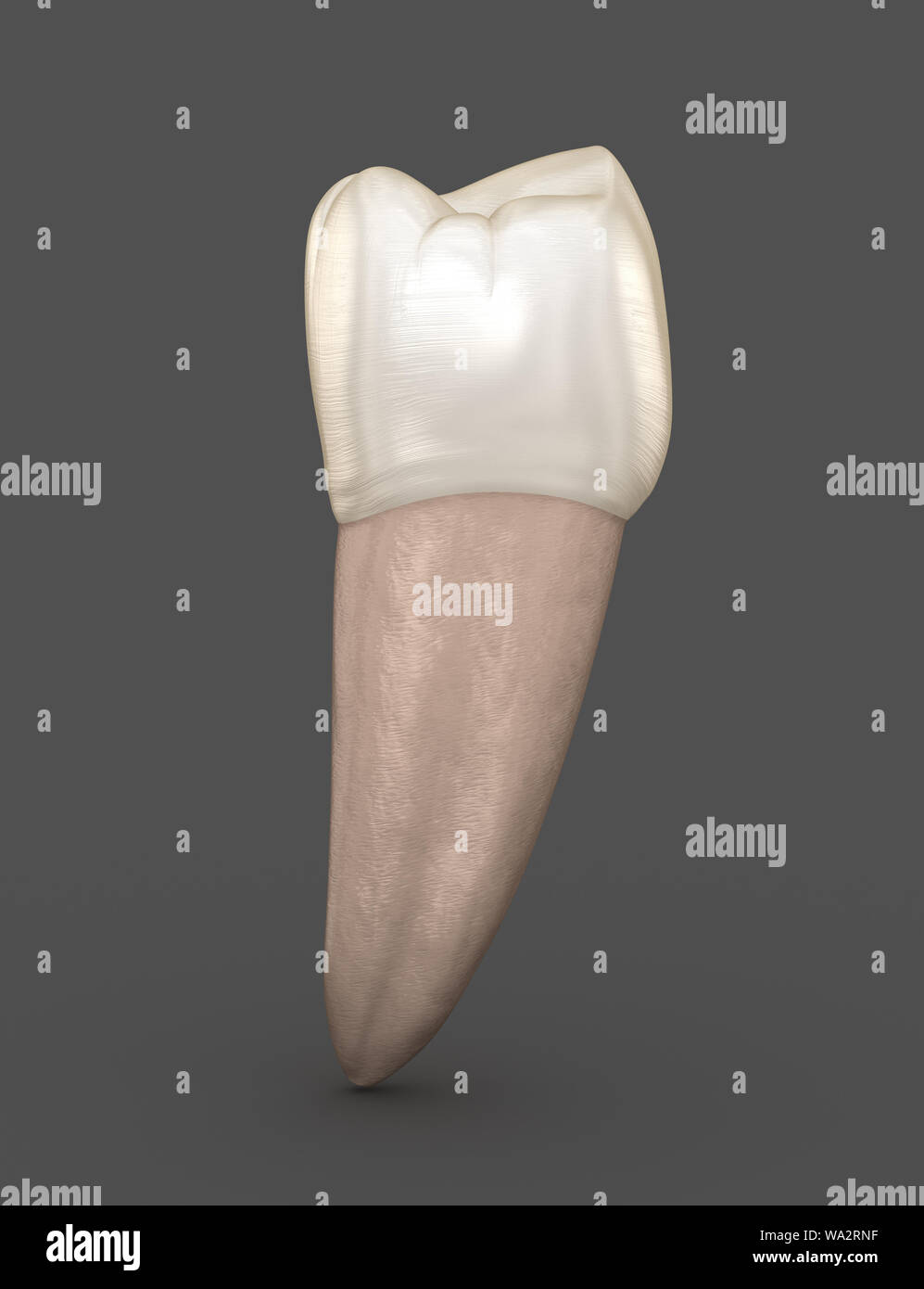 Dental anatomy - Mandibular Second premolar tooth. Medically accurate ...