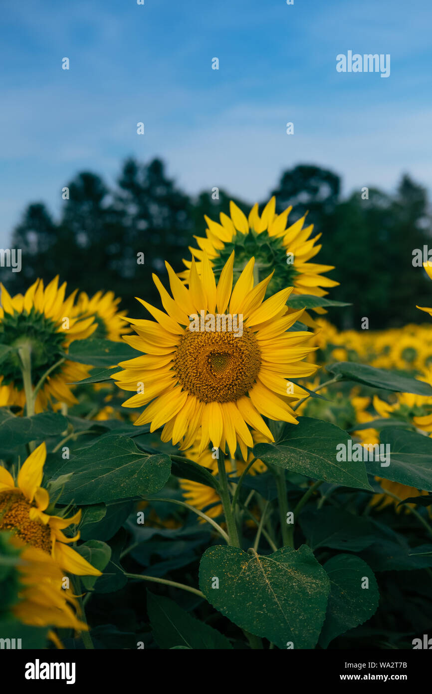 Sunflowers in full bloom in the afternoon sun at Hokuryu Sunflower ...