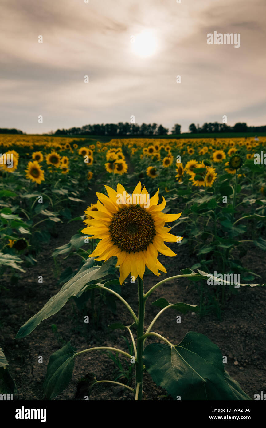 Sunflower in full bloom in the afternoon sun at Hokuryu Sunflower ...