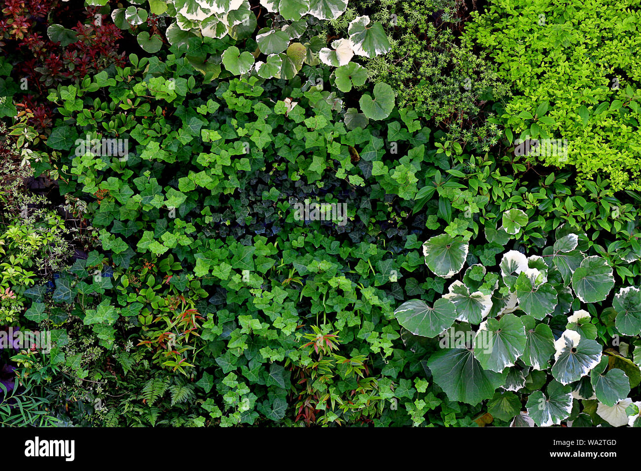 Photograph of wall surface greening structure colored with various ...
