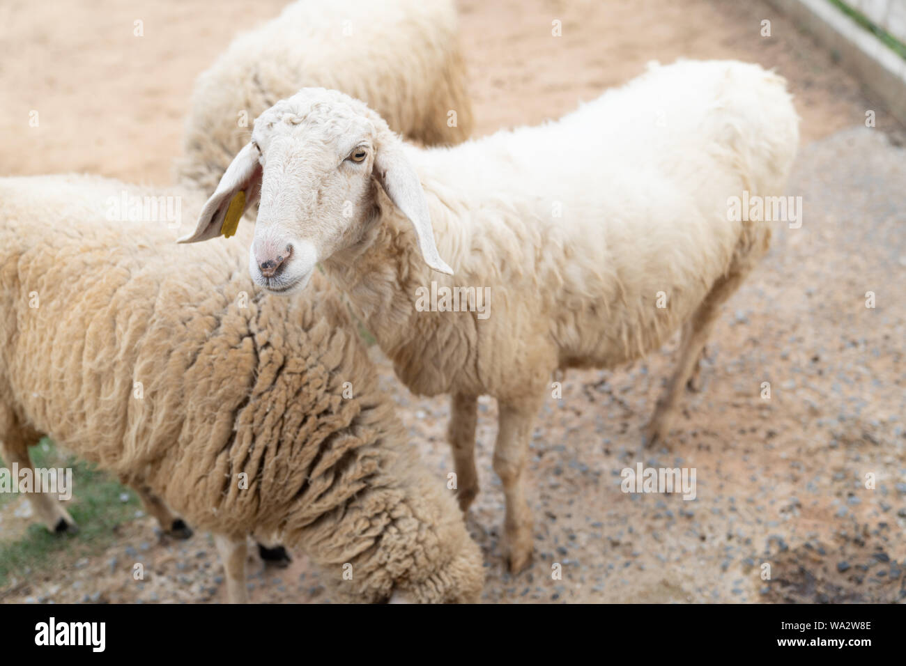 Close up white sheep in the farm, summer farm background Stock Photo ...