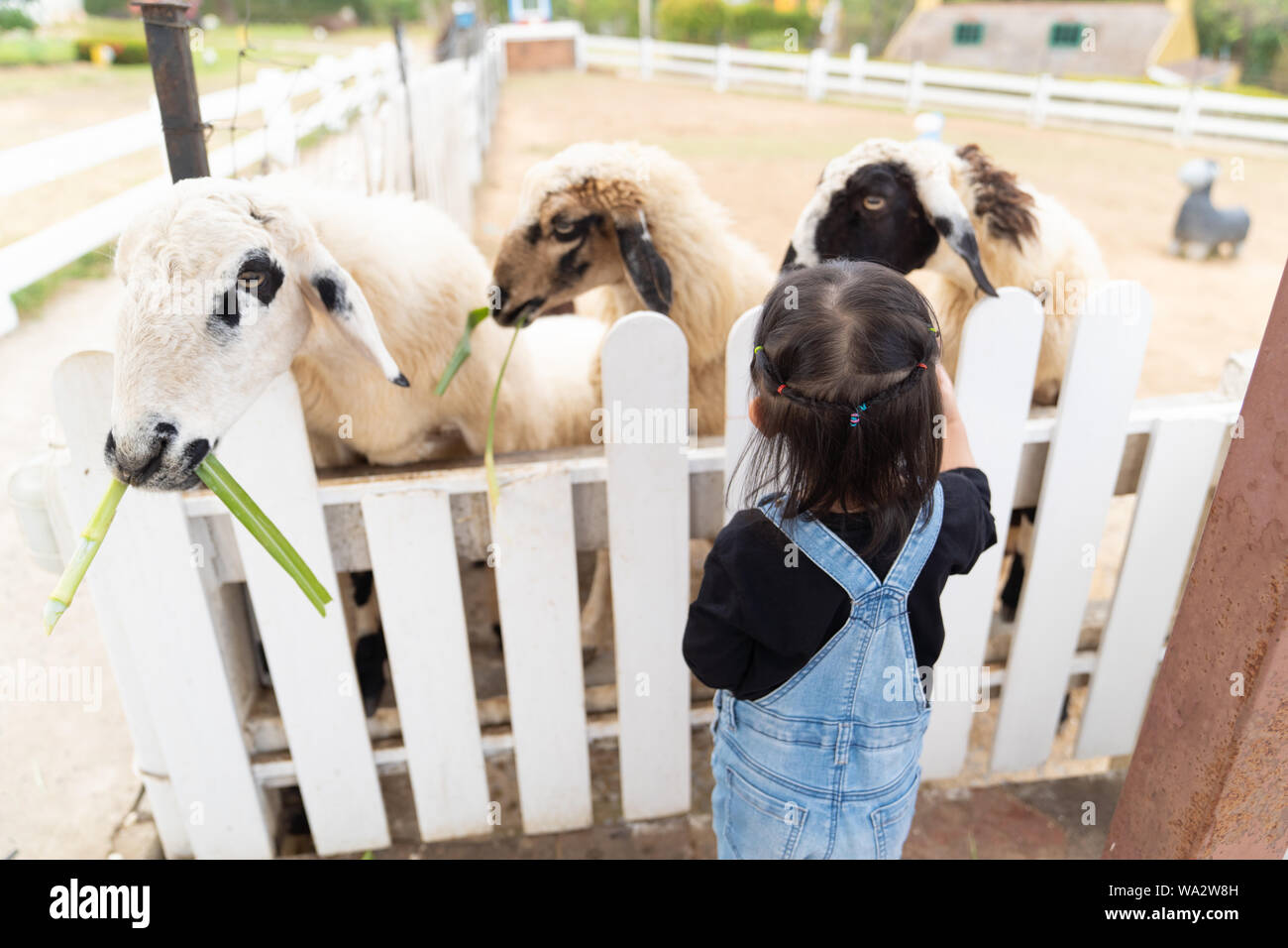 Asian cute girl feeding grass for sheep in the farm, Activities family ...