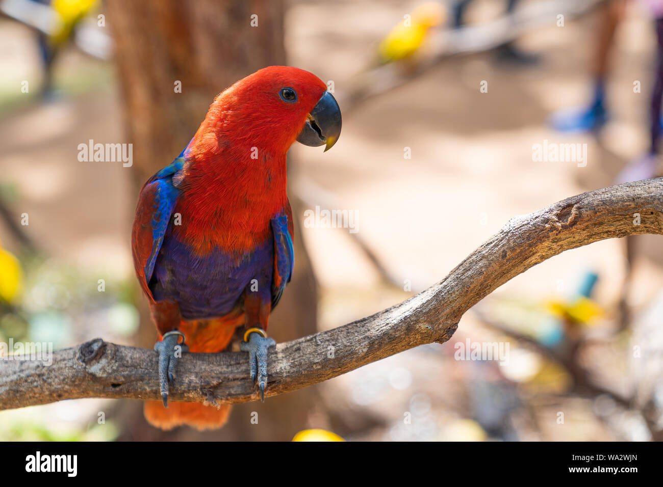 Red Eclectus Parrot, bird sitting on the pal tree trunk. Wildlife scene ...