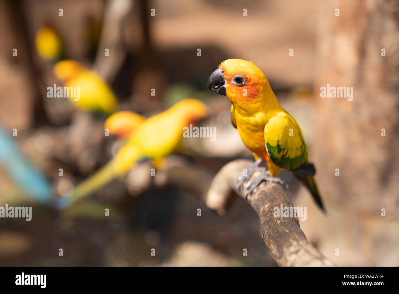 Eclectus parrot in forest hi-res stock photography and images - Alamy