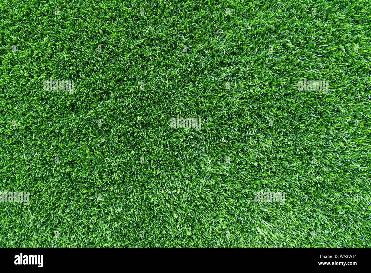 Green grass texture background, pattern top view. Close up grass top ...
