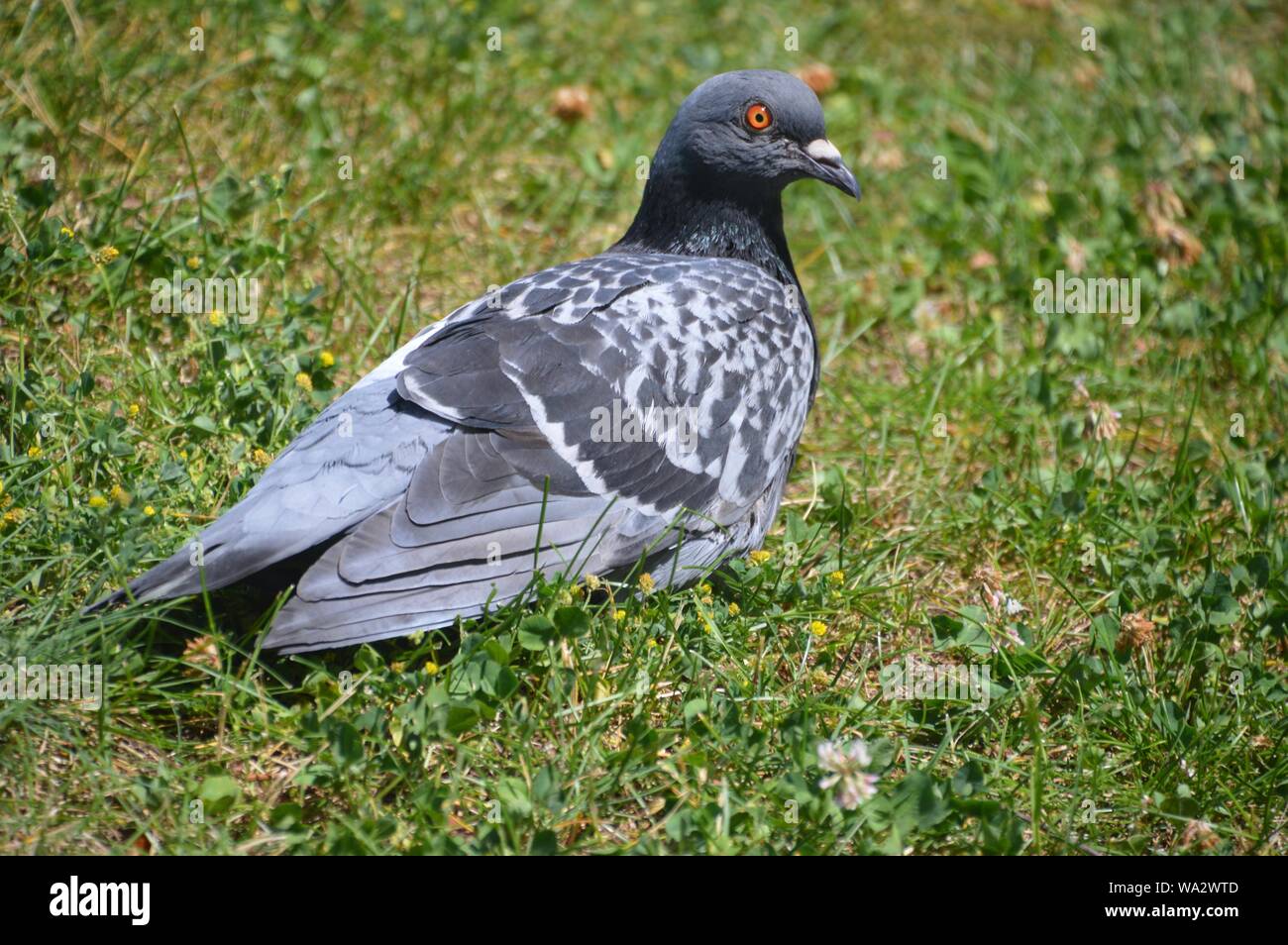 nice fat pigeon in the gras Stock Photo - Alamy
