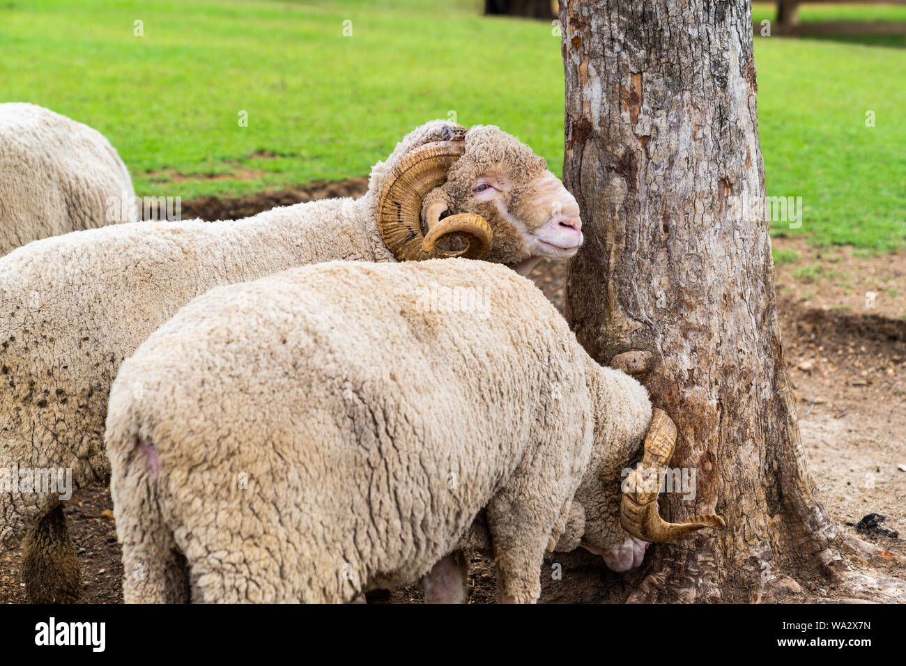 Close up white sheep in the farm, summer farm background Stock Photo ...
