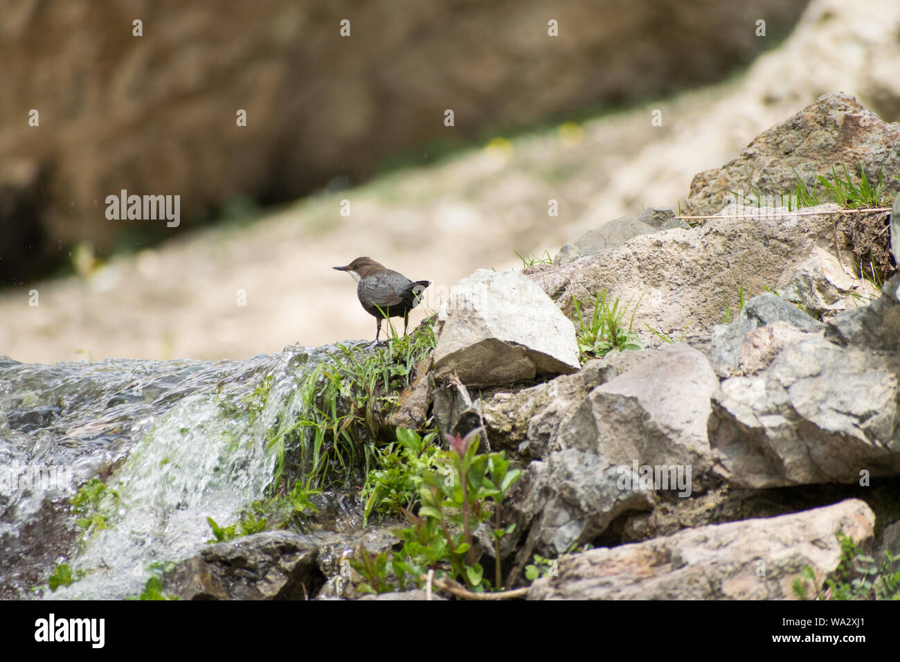 white throated dipper standing on stone in the middle of river and ...