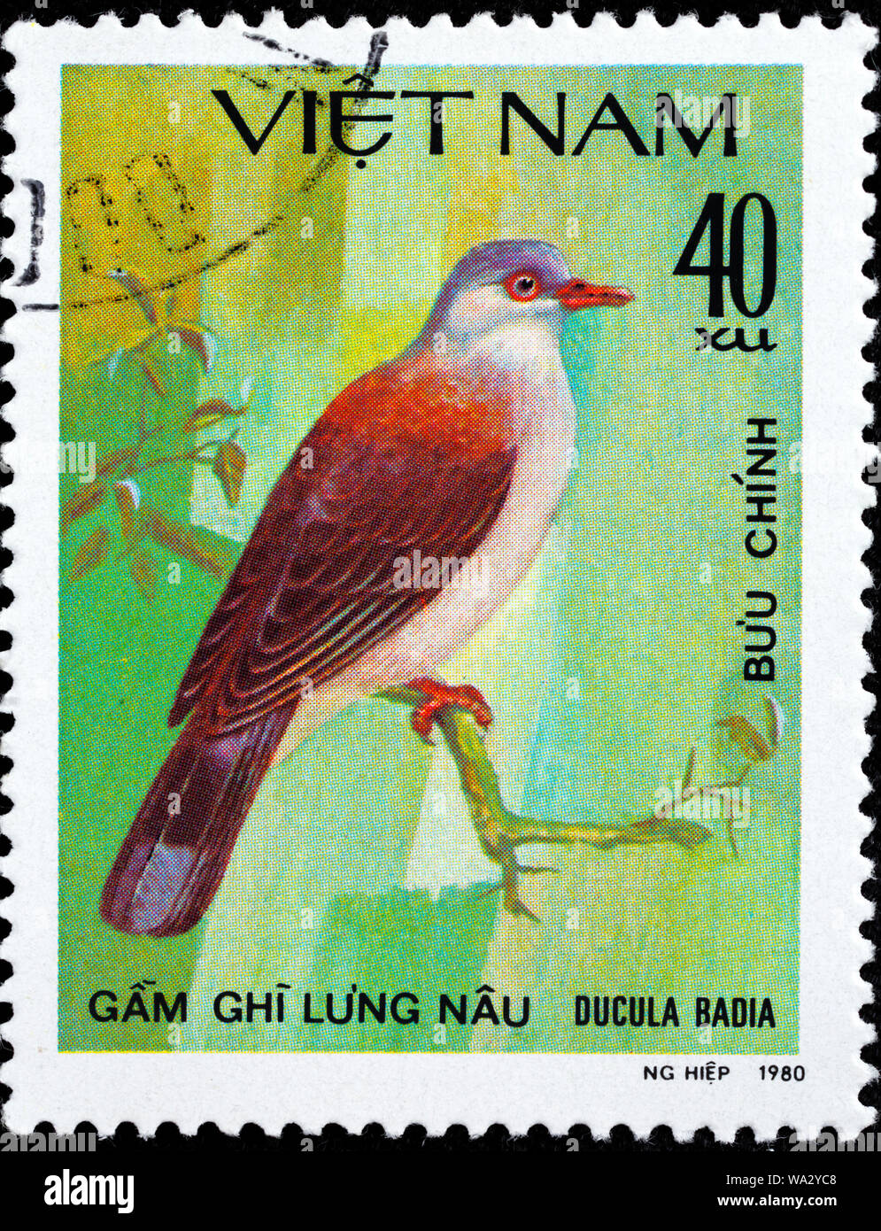 Ducula badia hi-res stock photography and images - Alamy